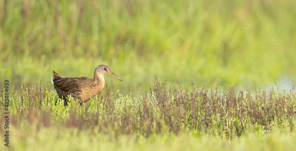 Clapper Rail (Rallus crepitans) in salt marsh, Galveston, Texas. Gulf ...