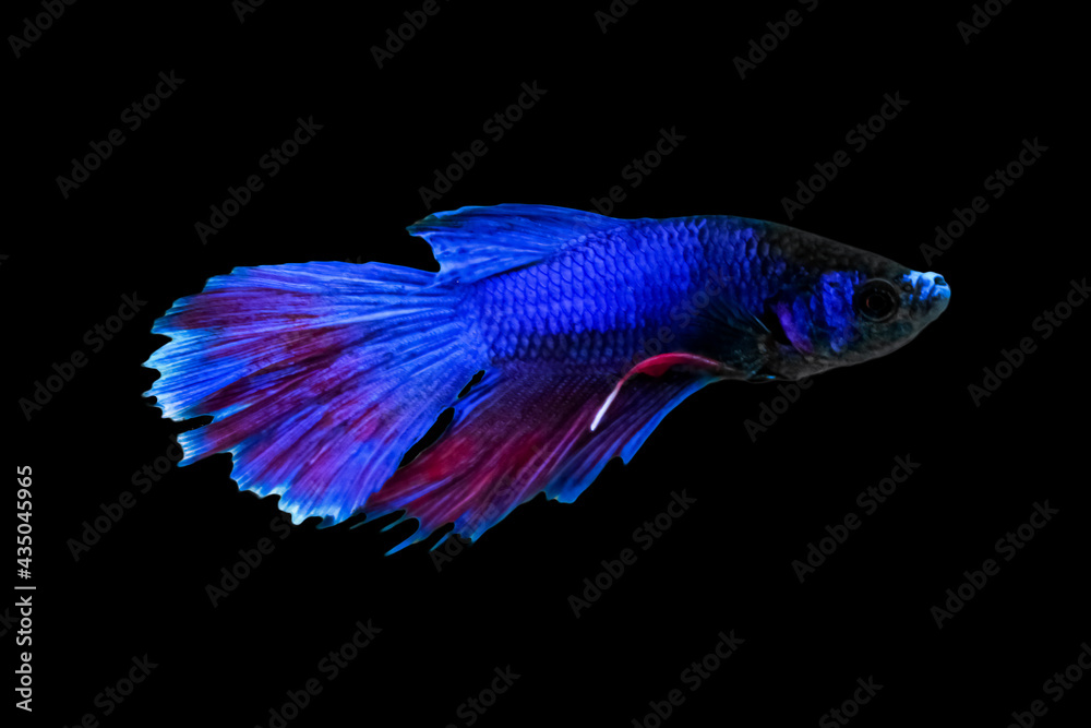 fighter fish violet colour