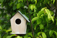 Bird House In Tree Free Stock Photo - Public Domain Pictures