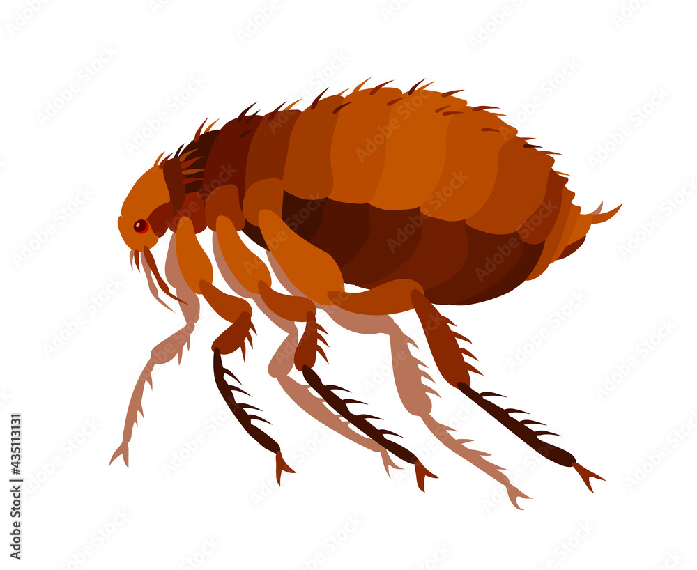 common brown flea, insect parasite, carriers of plague and other ...