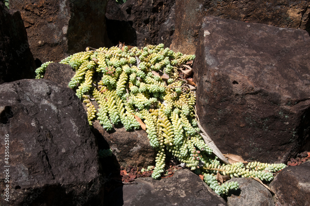 Sydney Australia, trailing stems of sedum morganianum or donkey tail in ...