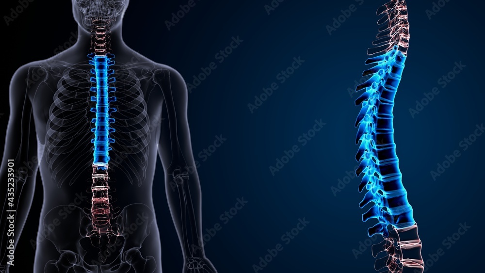 Human Skeleton Vertebral Column Thoracic Vertebrae Anatomy. 3D ...