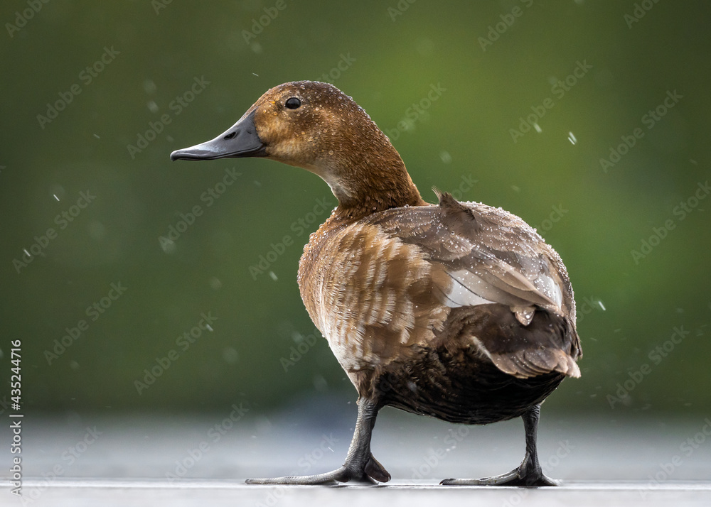 Brown Mallard duck stood in heavy rain with water off a ducks back ...