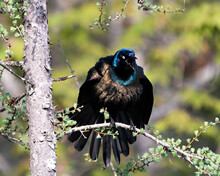 Common Grackle Bird Free Stock Photo - Public Domain Pictures