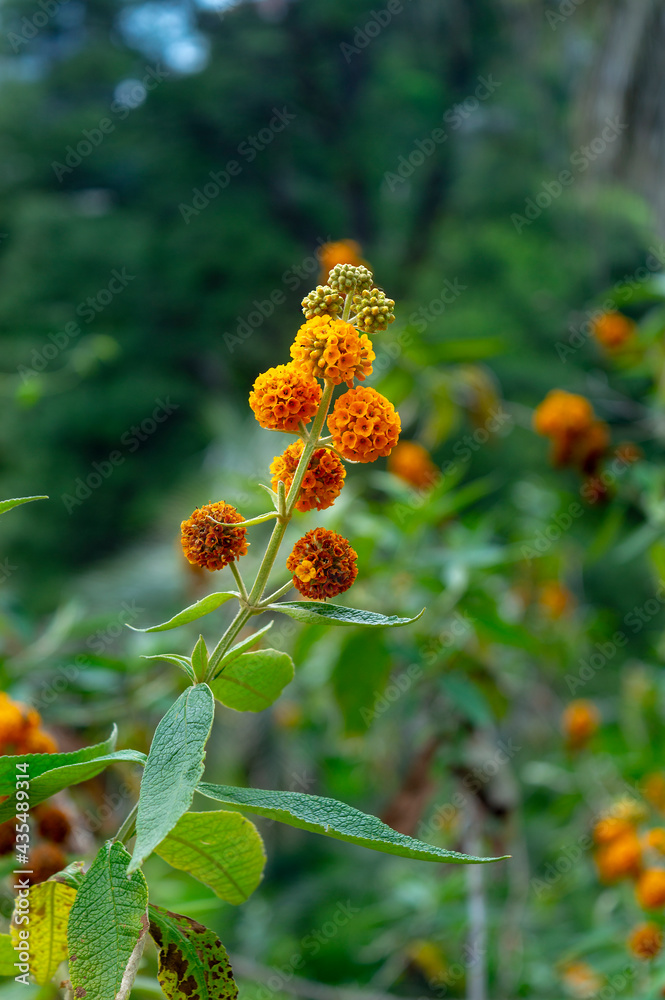 Buddleja globosa, also known as the orange-ball-tree, is a species of ...