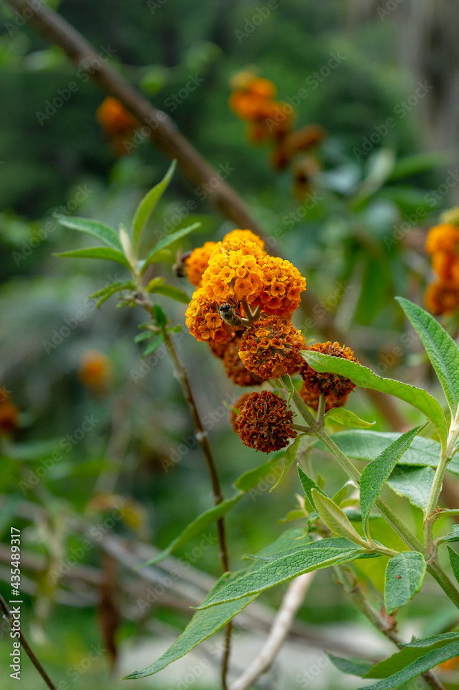 Buddleja globosa, also known as the orange-ball-tree, is a species of ...