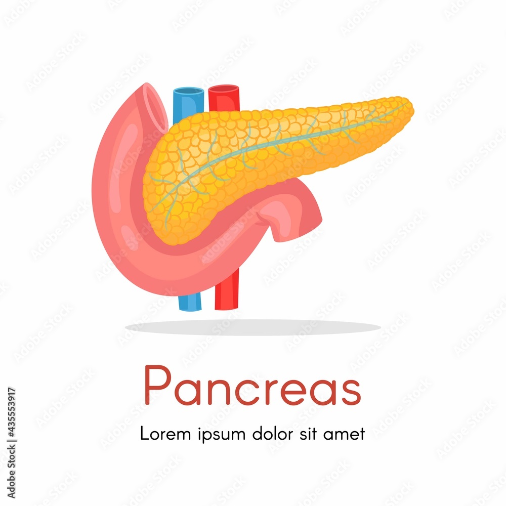 Pancreas, human internal organ anatomy vector Illustration on a white ...