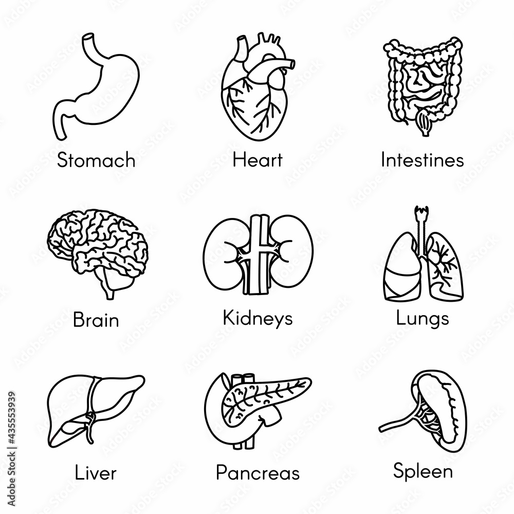 Organs, anatomy flat line icons set. Human pancreas, stomach, brain ...