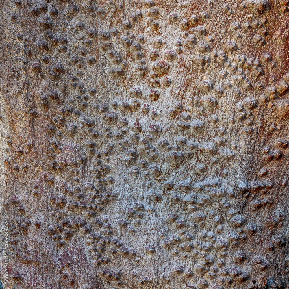 Felted scale insect scars on a dead eucalyptus, Jerrabomberra West ...