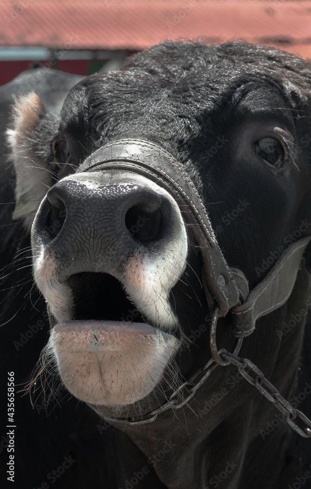 Una vaca en un establo Stock Photo | Adobe Stock