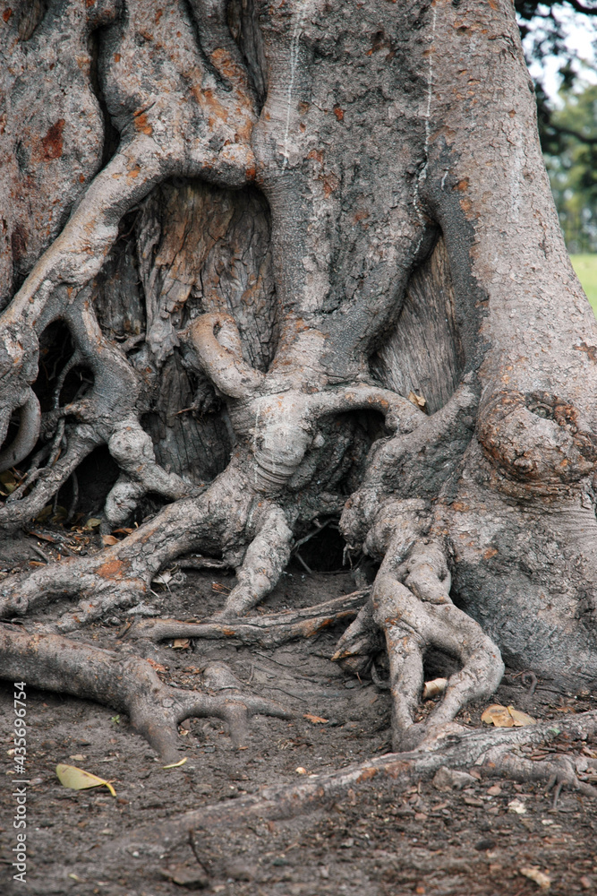 Tree trunk with roots that look like human torsos Stock Photo | Adobe Stock