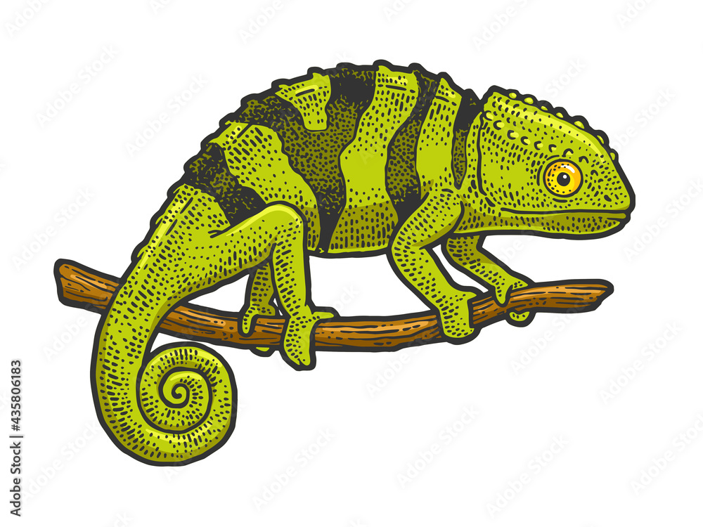 Chameleon lizard color line art sketch engraving vector illustration. T ...