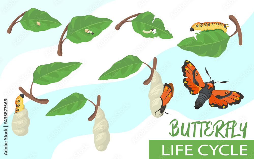 Butterfly life cycle cartoon vector illustration. Tiny larva eating ...