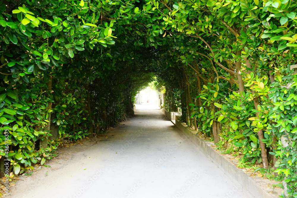 Fukugi Tree Road in Bise, Okinawa, Japan - 日本 沖縄 備瀬のフクギ並木 Stock Photo ...