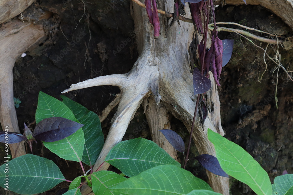 The photo of the teak tree roots looks natural because it has long died ...
