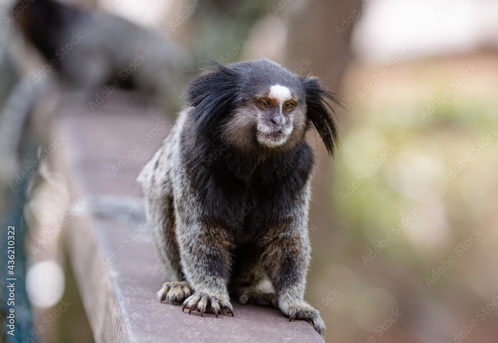 Photo Stock O sagui-de-tufos-pretos, mico-estrela ou simplesmente sagui ...