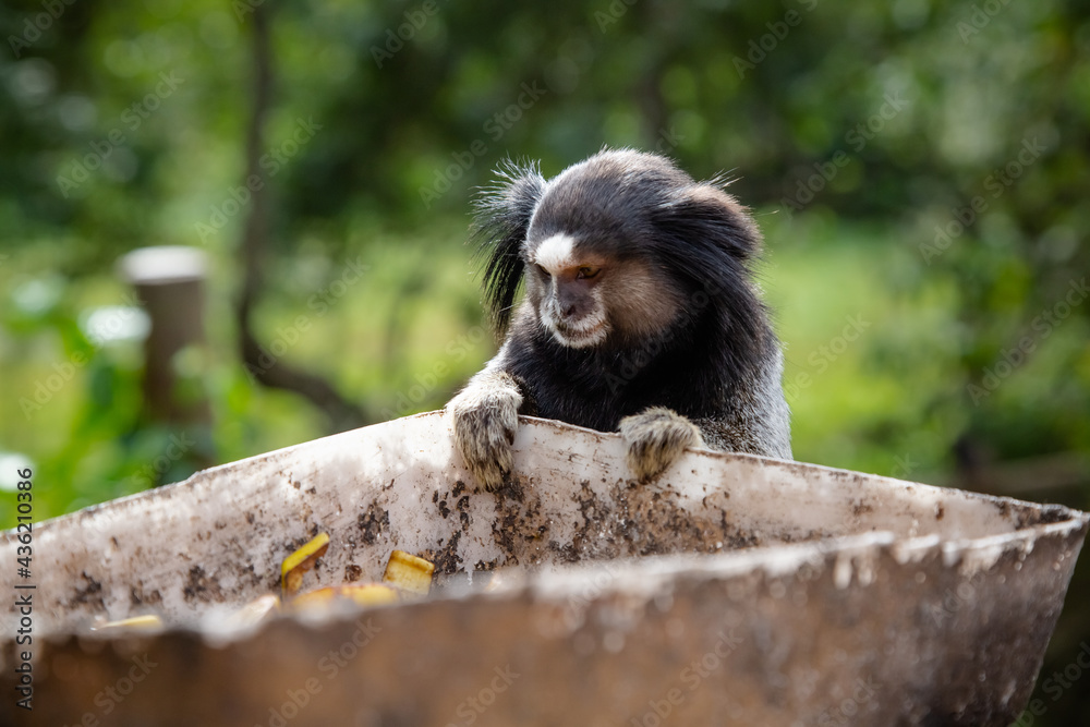 Foto de Stock O sagui-de-tufos-pretos, mico-estrela ou simplesmente ...