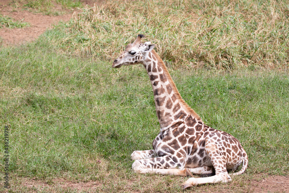 Gorgeous giraffe with her cub. The giraffe is an African artiodactyl ...