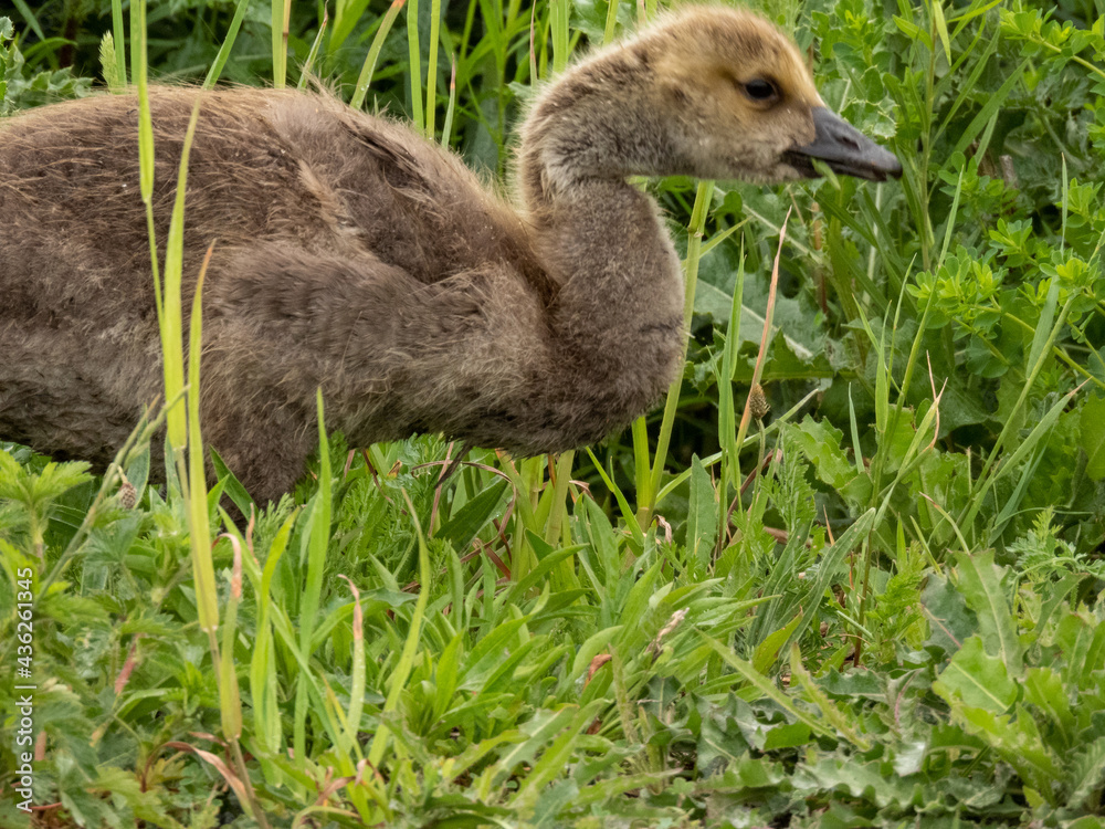 Cute baby gosling, pictures taken at Montezuma National Wildlife Refuge ...