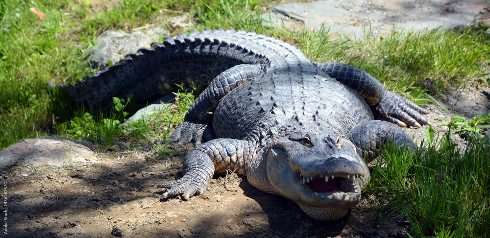 An alligator is a crocodilian in the genus Alligator of the family ...