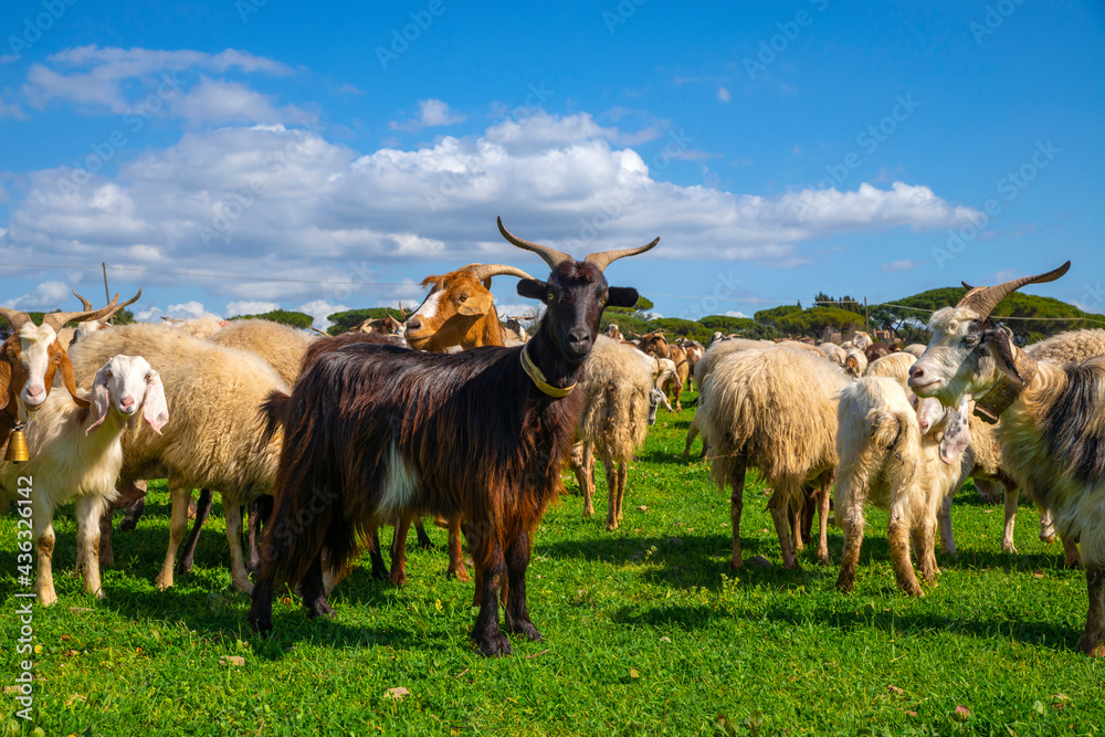 Foto de Stock Goats and sheep graze in the meadows on the edge of the ...