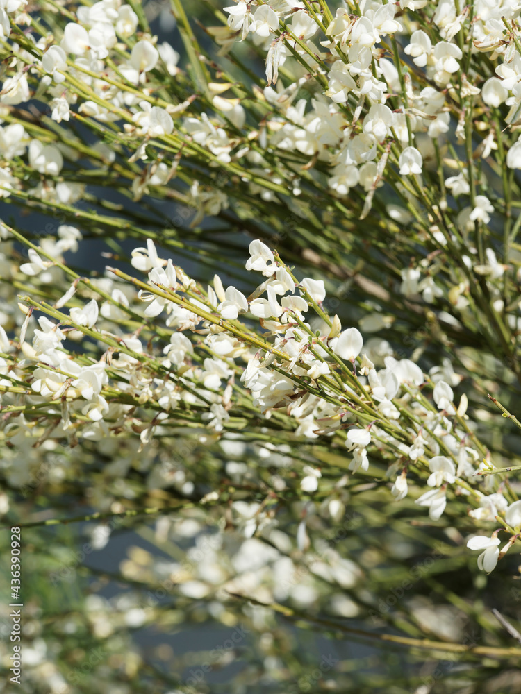 Cytisus praecox ou genêt précose à fleurs papilionacées blanc-crème sur ...