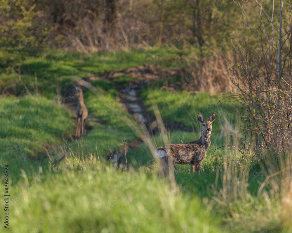jeleń sarna w lesie Stock Photo | Adobe Stock