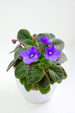 African Violets In The Pots Free Stock Photo - Public Domain Pictures
