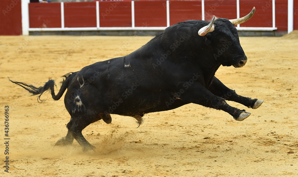 un toro español con grandes cuernos en una plaza de toros en un ...
