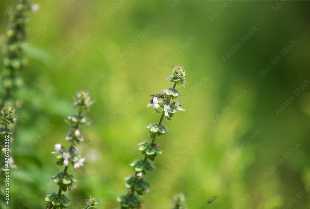 Thai lemon Basil in the garden , The herb is grown primarily in ...