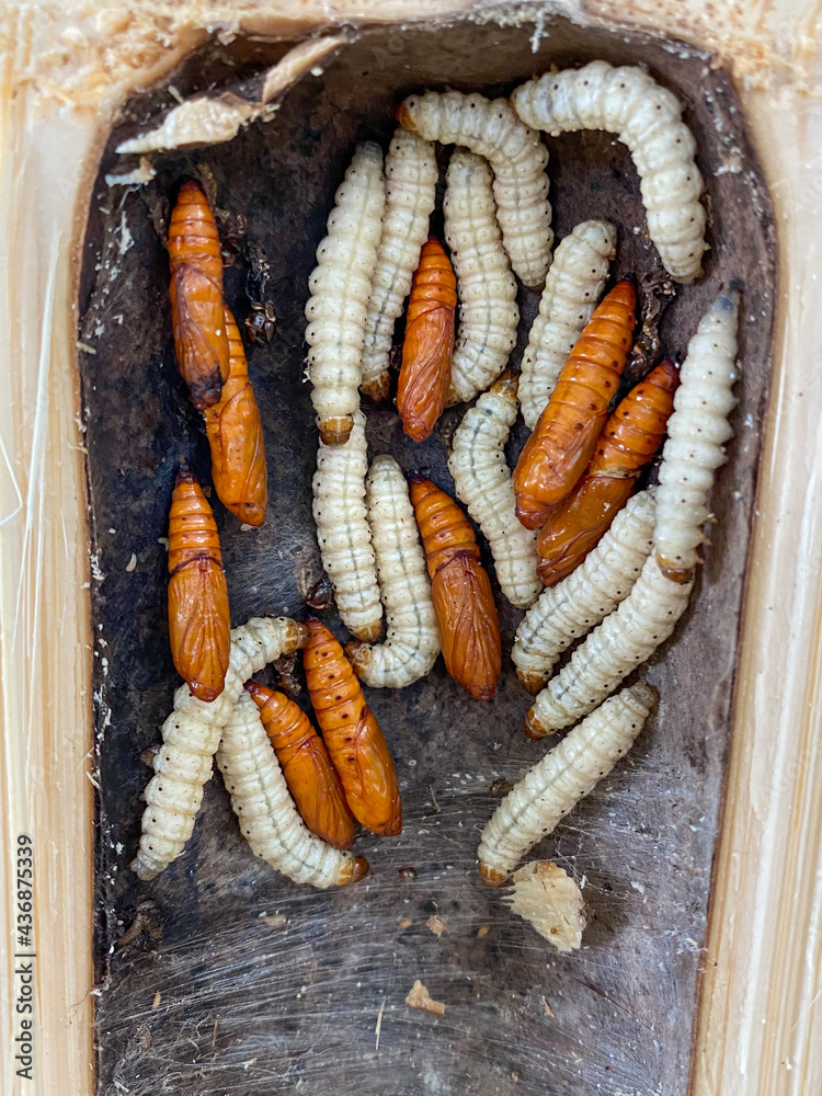 Omphisa fuscidentalis is commonly called bamboo borer. The larva and ...