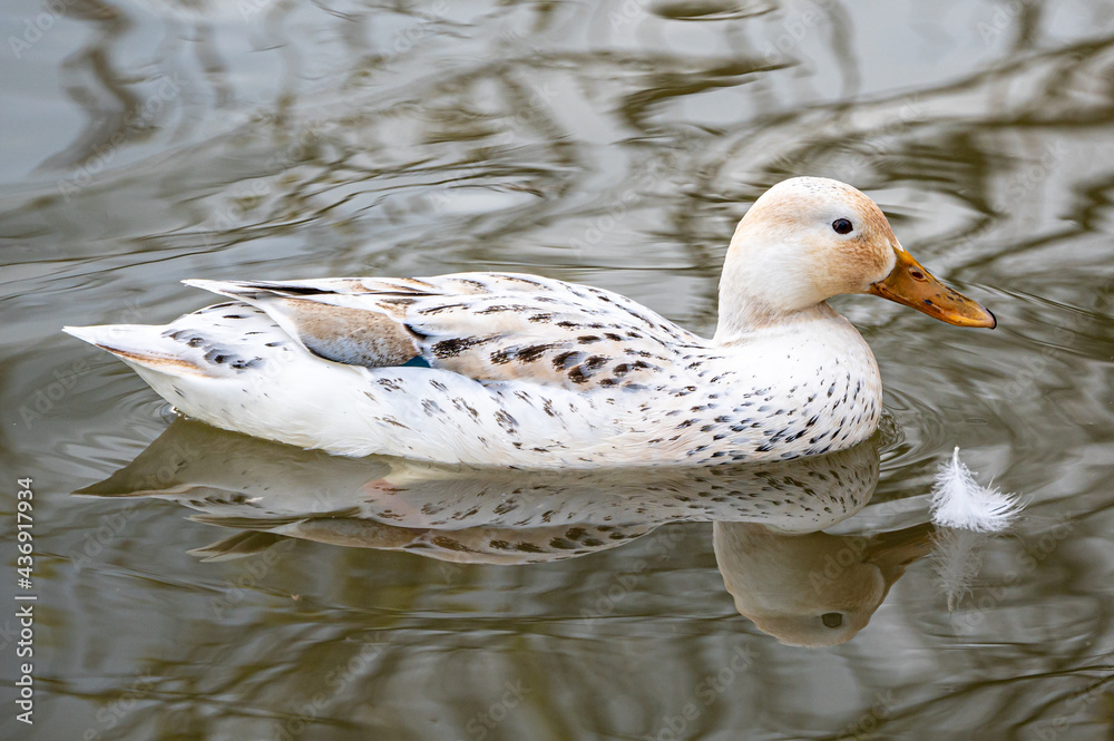 Leucistic female mallard duck with partial loss of pigmentation Stock ...