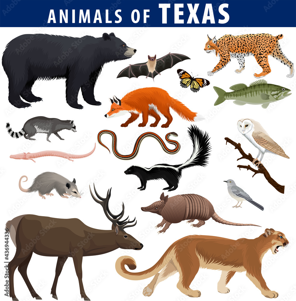 Стоковое векторное изображение «vector set - animals of Texas: black ...