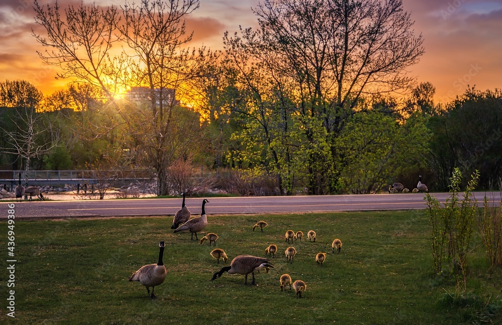 Goose Family Eating At Sunrise Stock Photo | Adobe Stock