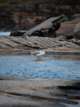 Seagull Drinking From Faucet Free Stock Photo - Public Domain Pictures
