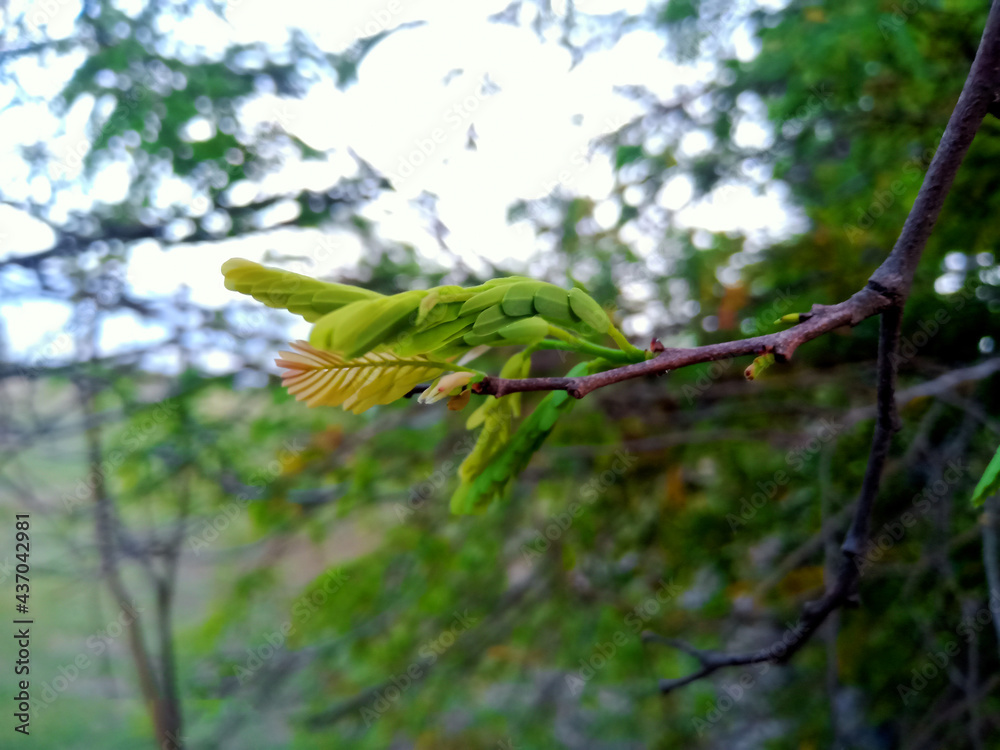 natural background hd wallpaper free download Stock Photo | Adobe Stock