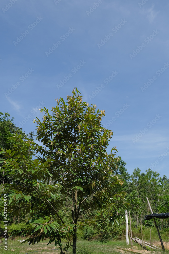 2 years old Musang king durian tree in Malaysia Stock Photo | Adobe Stock