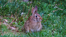 Cottontail Rabbit Hiding In Grass Free Stock Photo - Public Domain Pictures