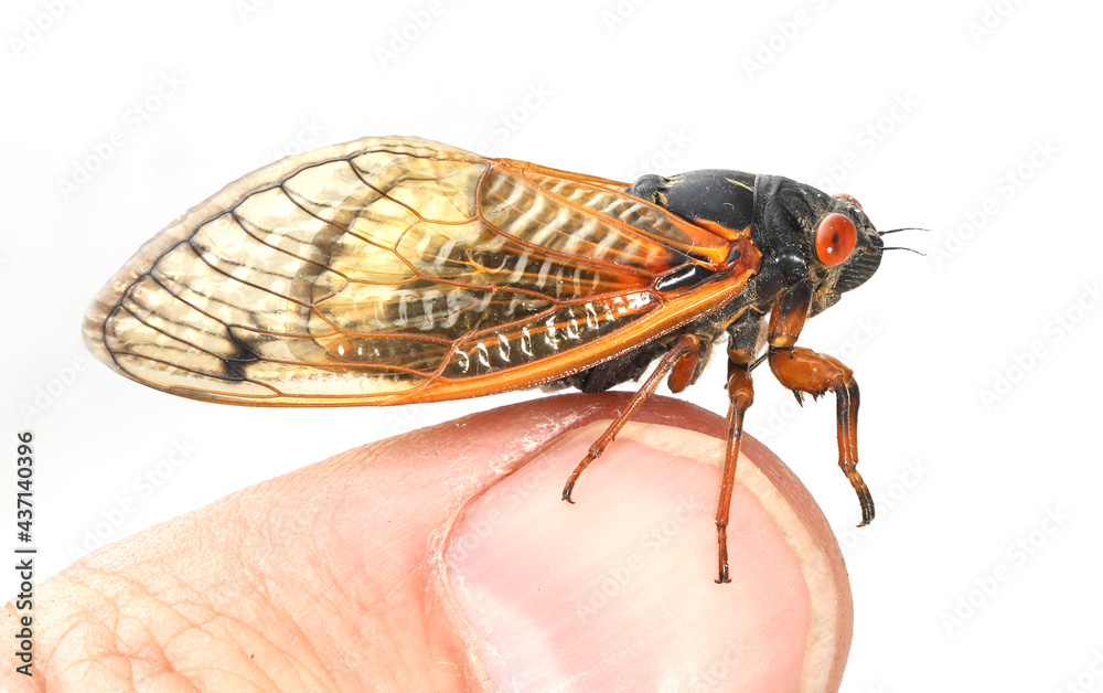 17-year periodical cicada perching on a person's thumb. This is part of ...