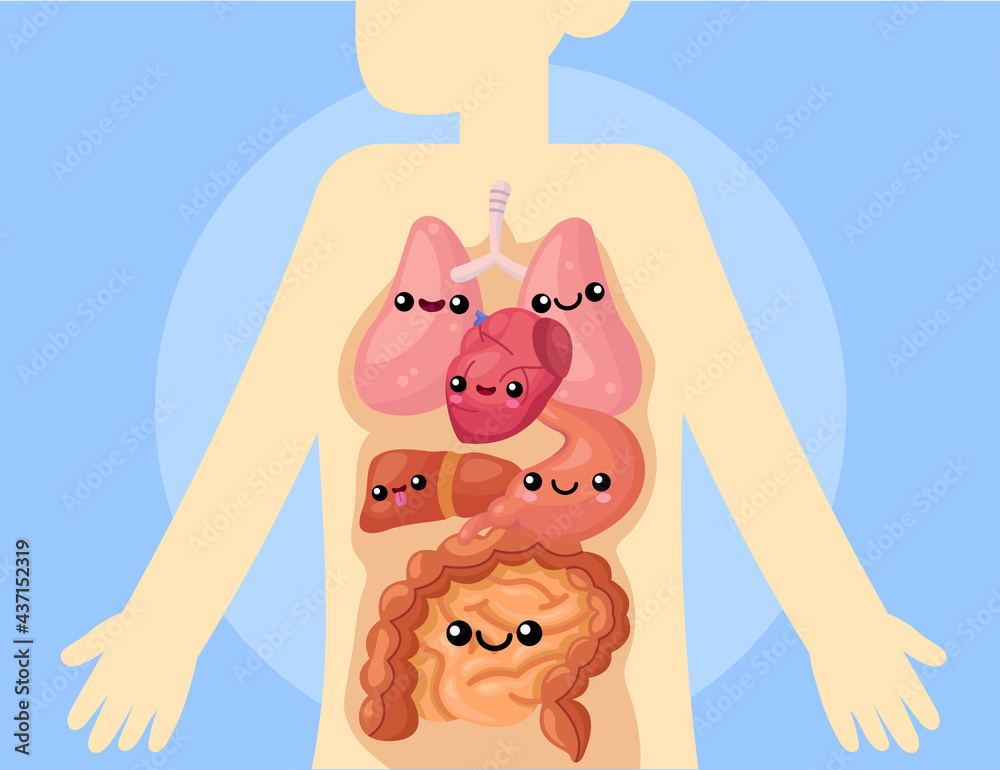 Cute organs inside human body vector illustration. Happy lung, heart ...