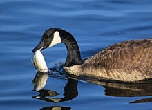 Canada Goose And Fish In Lake Free Stock Photo - Public Domain Pictures
