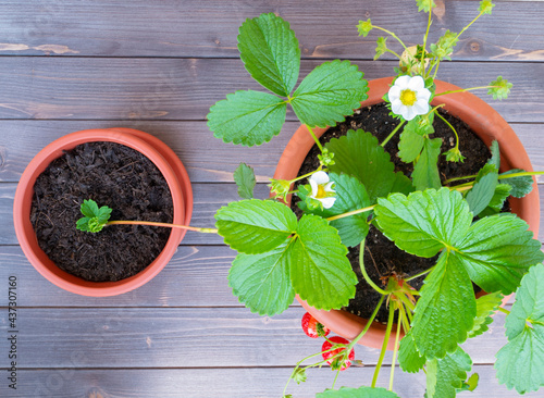 Strawberry stolon. Gardening, strawberry plant in garden pot. Vegetative multiplication. Stolon ...