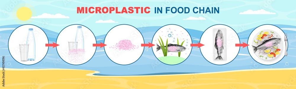 Microplastic in food chain vector infographic. Plastic waste life cycle ...