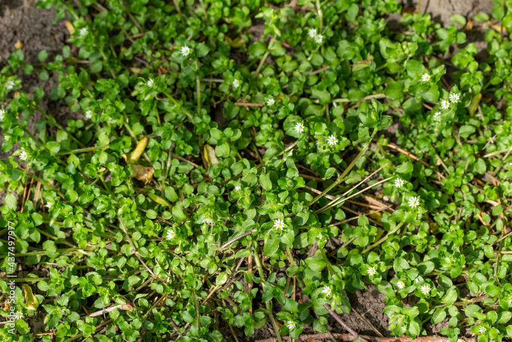 Full frame texture background view of common chickweed flowers ...