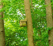 Bird House In Tree Free Stock Photo - Public Domain Pictures
