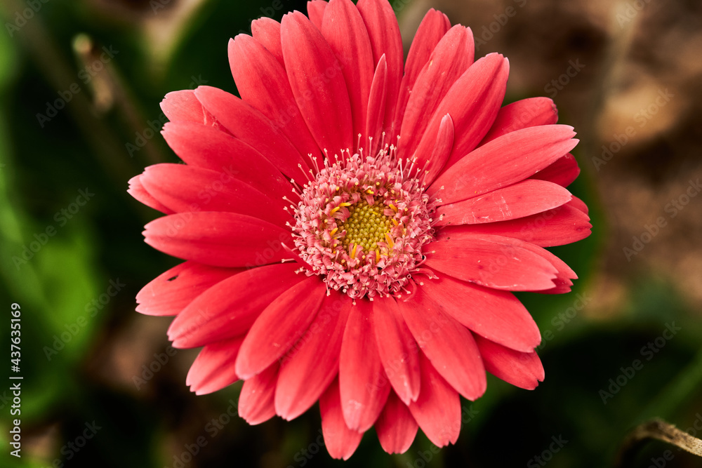 Gerbera Daisy is native to tropical regions of South America, Africa ...