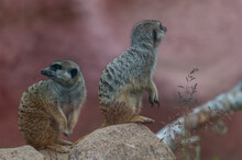 Meerkat Predator Animal Zoo Free Stock Photo - Public Domain Pictures
