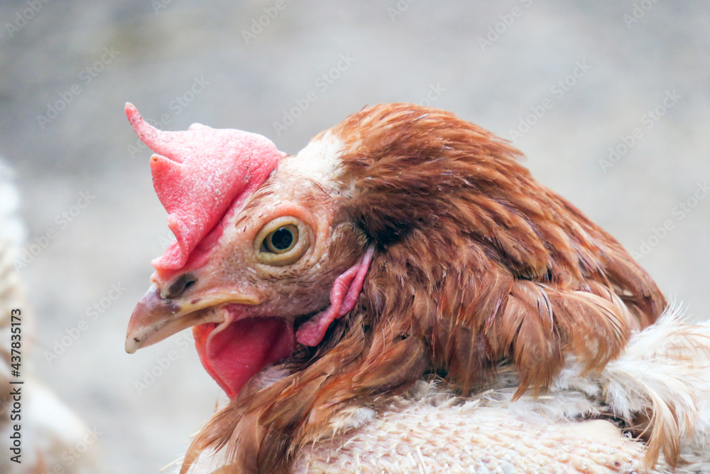 Sad red chicken in a chicken coop Stock Photo | Adobe Stock