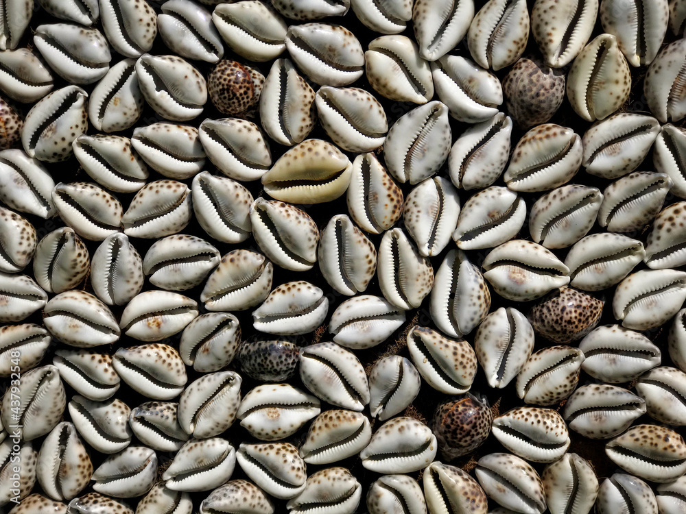 full frame of Cowry shells Stock Photo | Adobe Stock