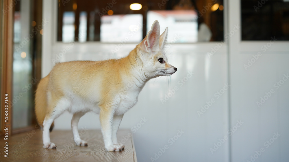 Fennec fox, the smallest fox, with large ears. Desert Adaptation dwell ...